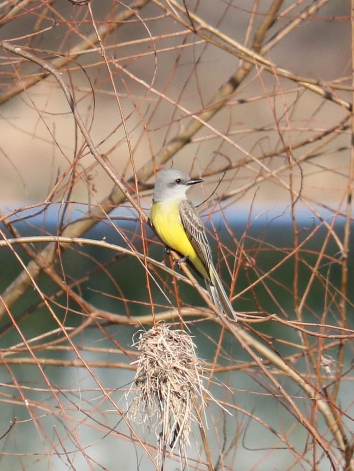 Couch kingbird. - CultureMap San Antonio